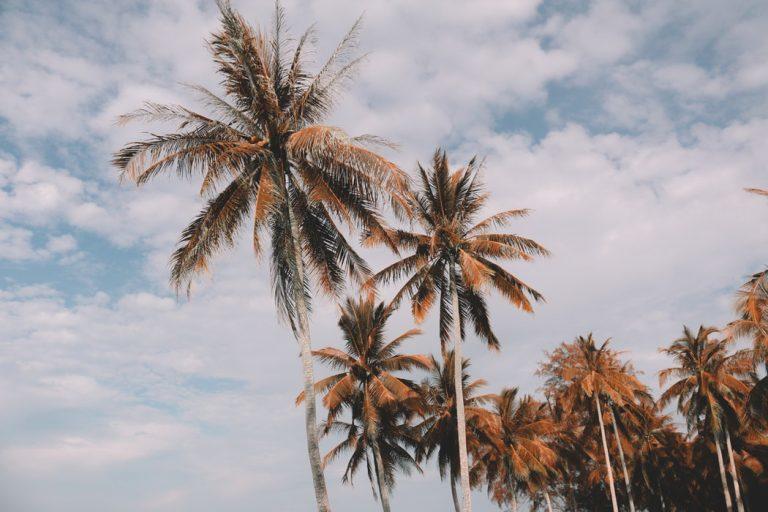 Deux Climats Chauds : Tropical et Équatorial | Superprof