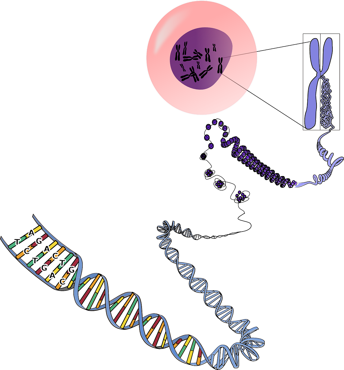 Chromosomes et Information Héréditaire