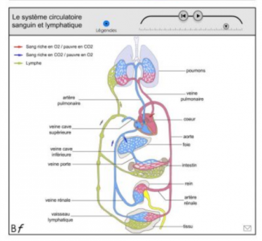 La Circulation Sanguine et Lymphatique | Superprof