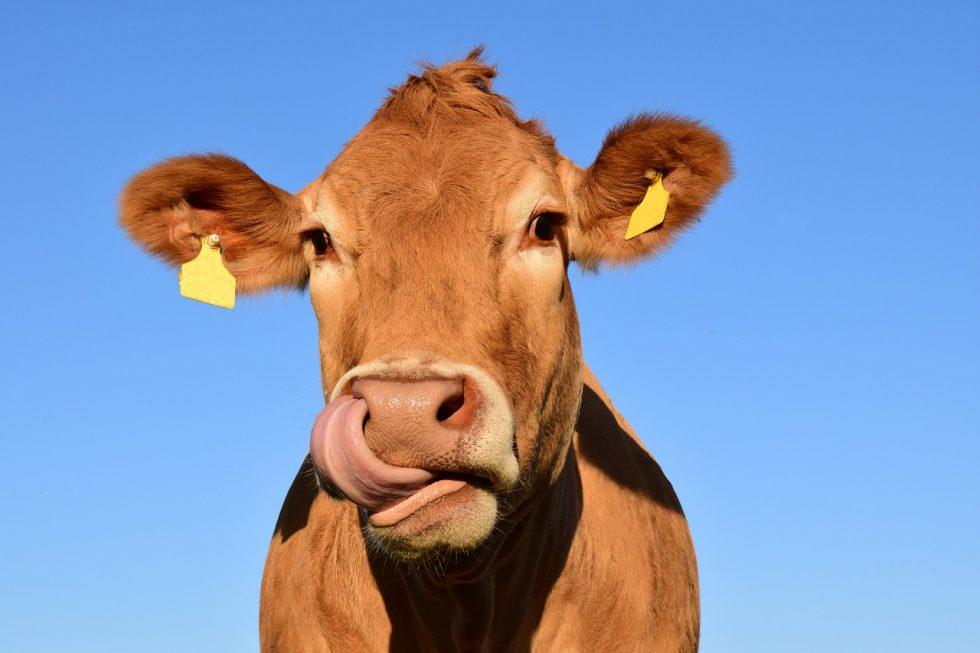 Les Appareils Génitaux de la Vache et du Taureau