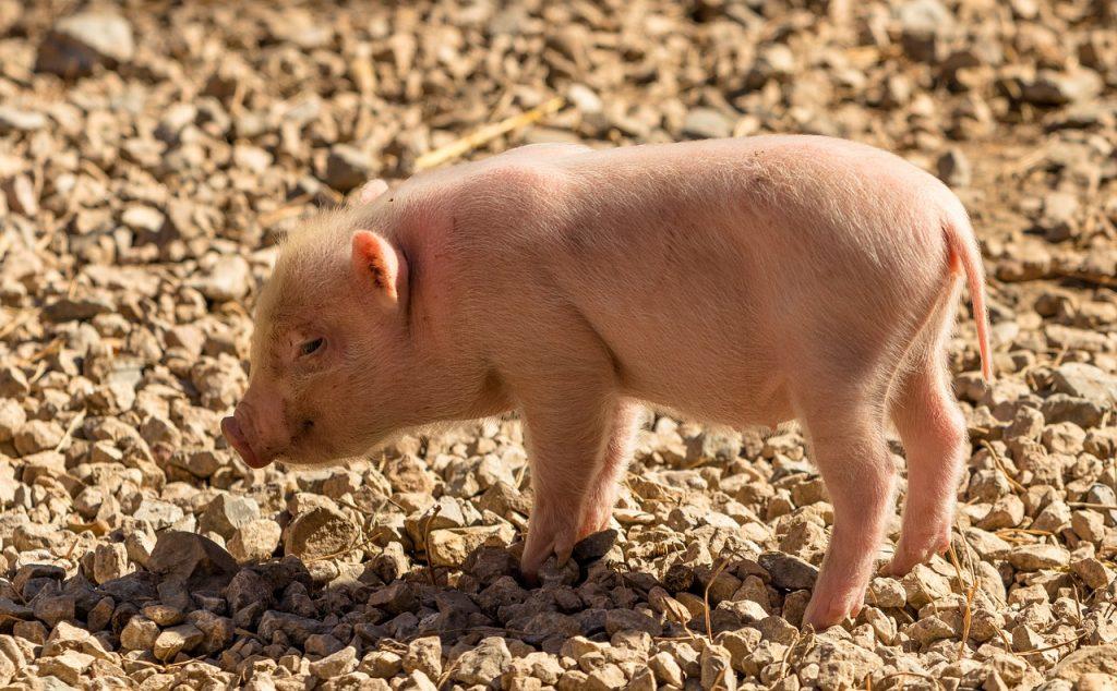 Le Cœur Droit du Porc en Photos | Superprof