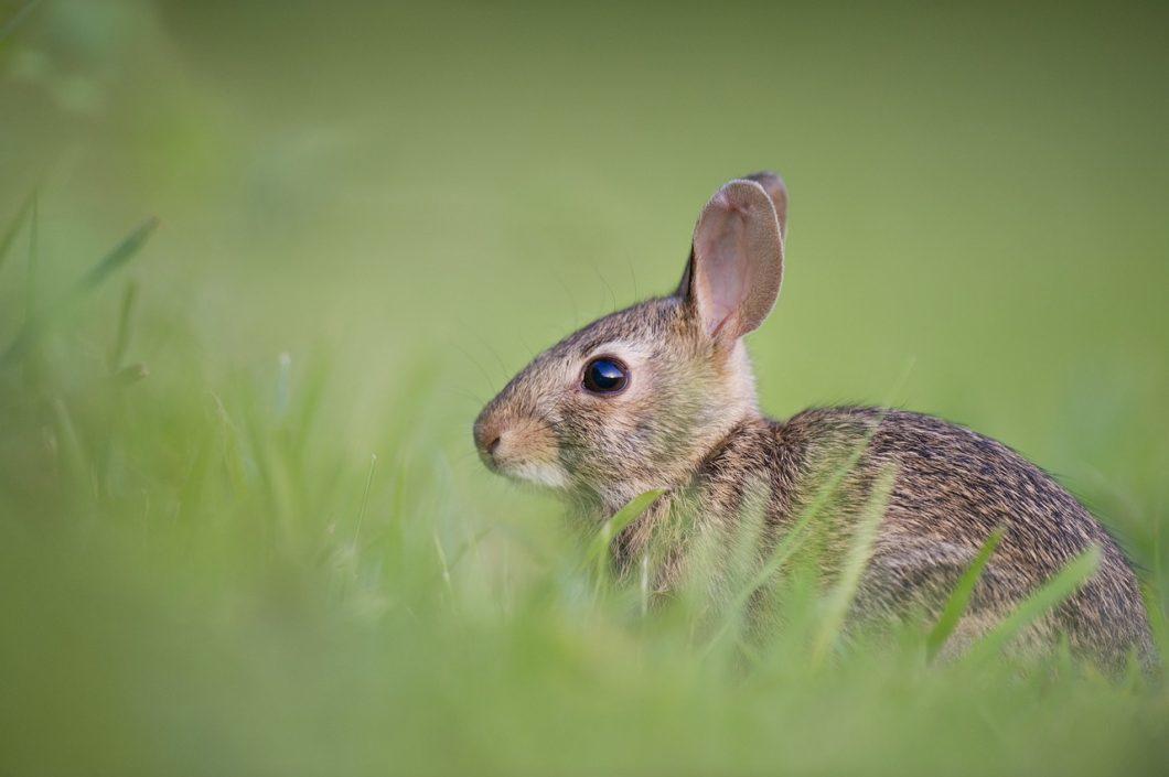 L'Ovaire et les Corps Jaunes de la Lapine | Superprof