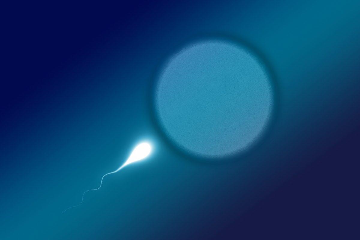Schéma d'un Spermatozoïde de l'Homme | Superprof