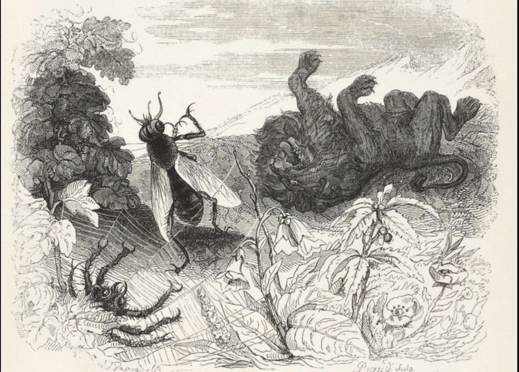 Le Lion et le moucheron, Fables, Jean de la Fontaine