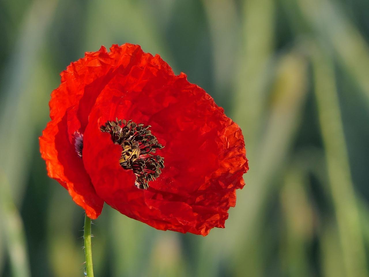 Le Cycle de Vie du Coquelicot | Superprof