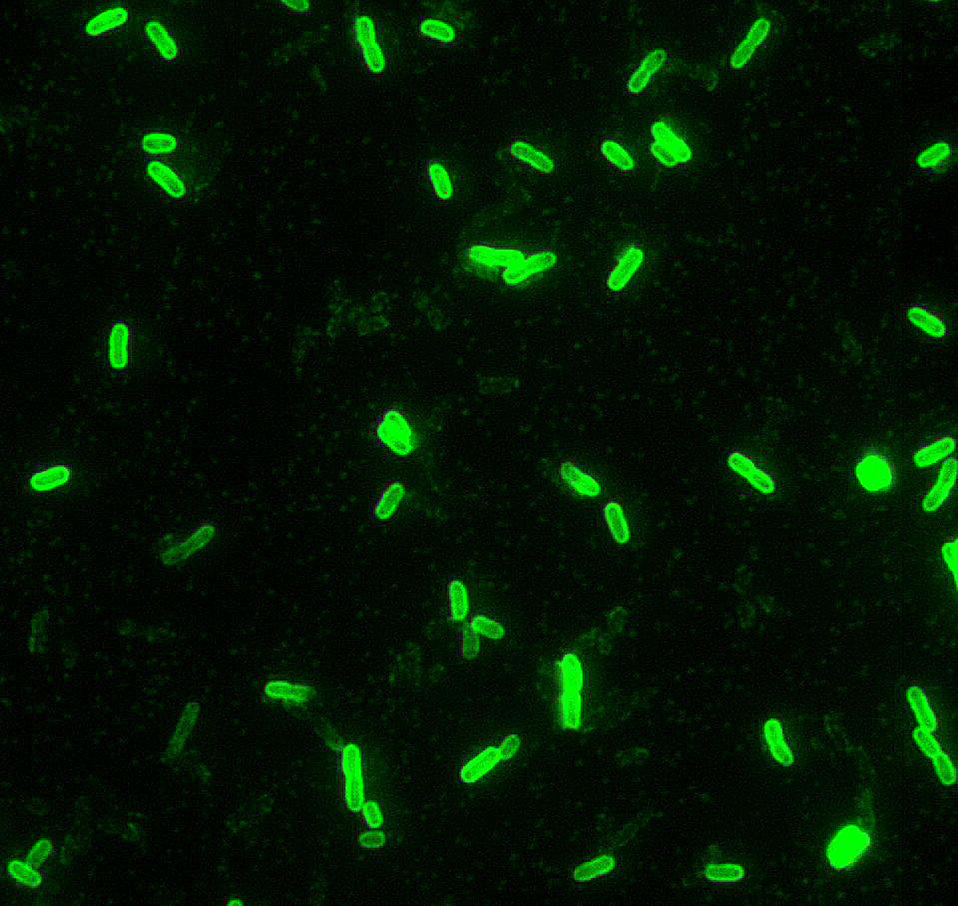 Le Lanthane | Superprof