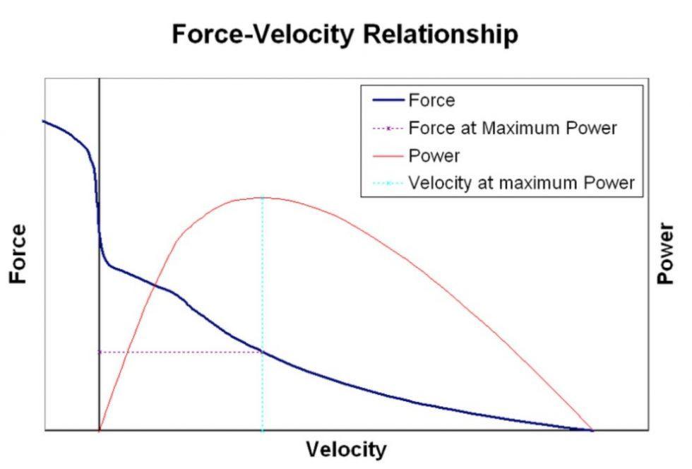 Propriétés Mécaniques du Muscle en Contraction