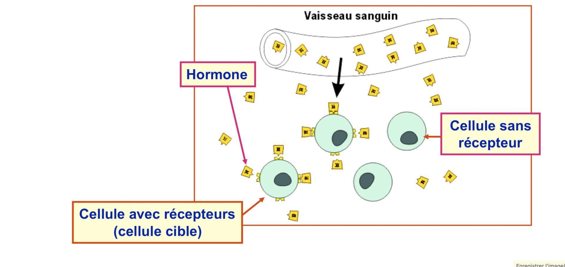 PRINCIPES GENERAUX D’ENDOCRINOLOGIE | Superprof