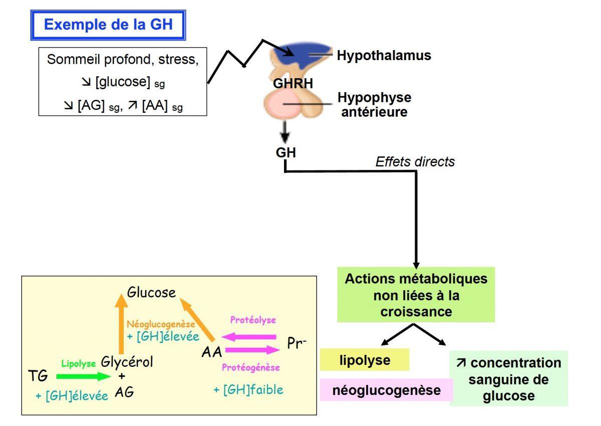 Le Complexe Hypothalamo - Hypophysaire | Superprof