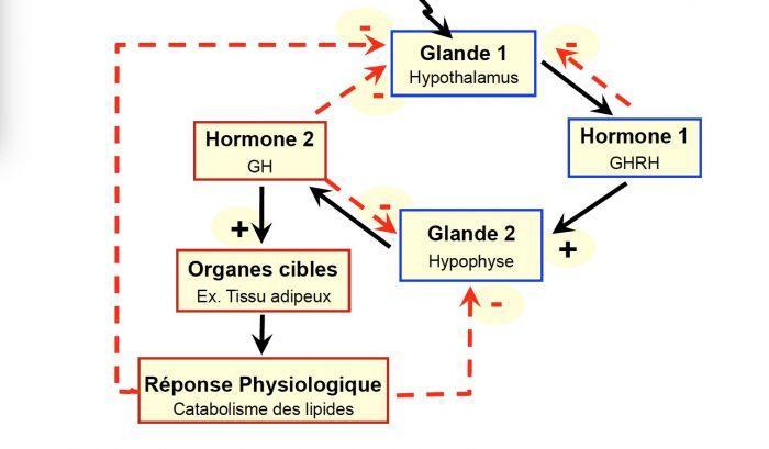 PRINCIPES GENERAUX D’ENDOCRINOLOGIE | Superprof
