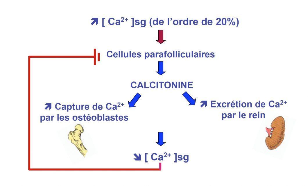La Calcitonine | Superprof