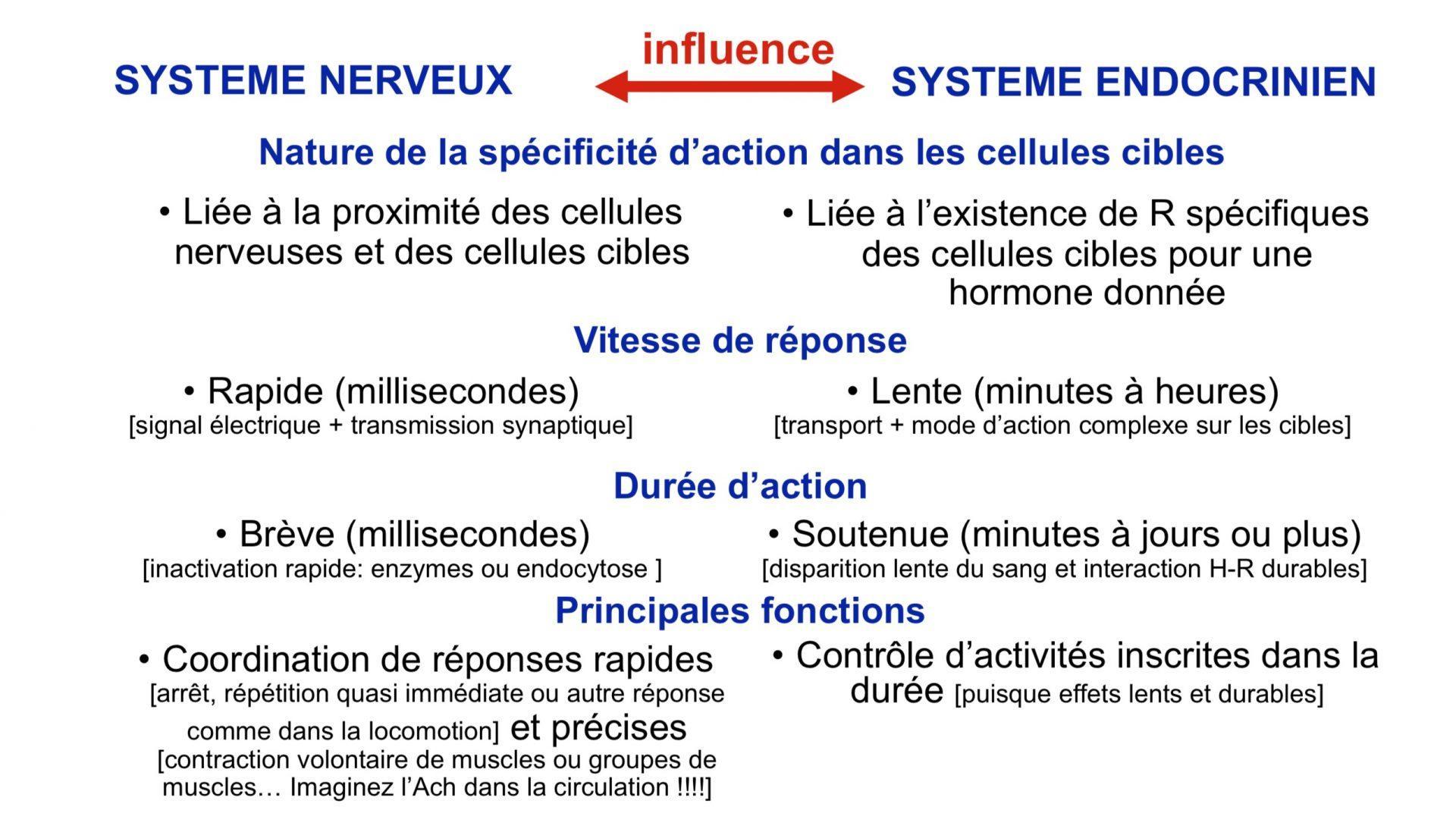 Système Endocrinien et Bioénergétique | Superprof