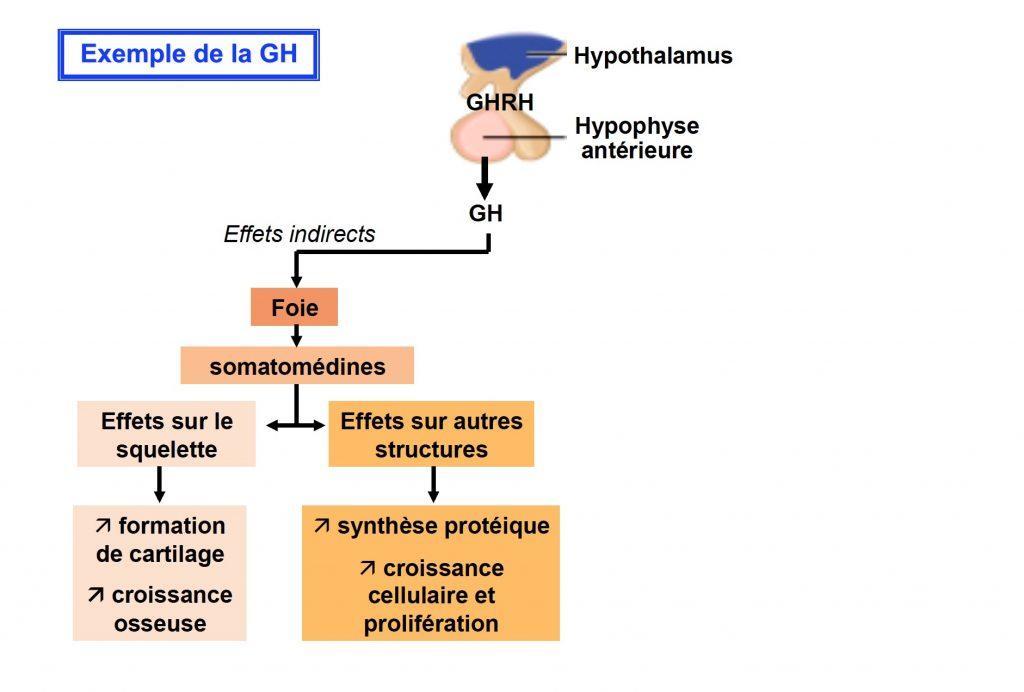 Le Complexe Hypothalamo - Hypophysaire | Superprof