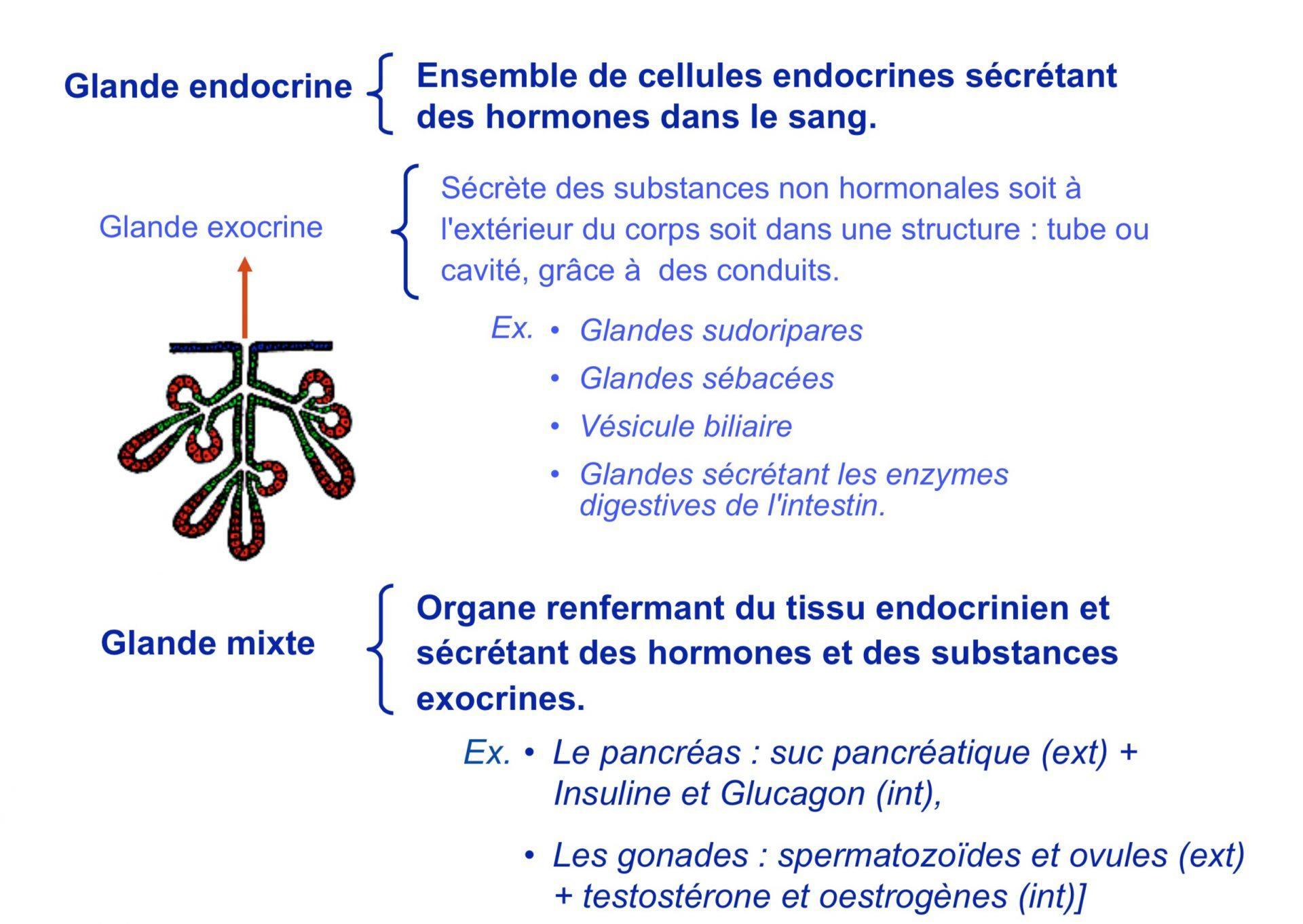 Système Endocrinien et Bioénergétique | Superprof