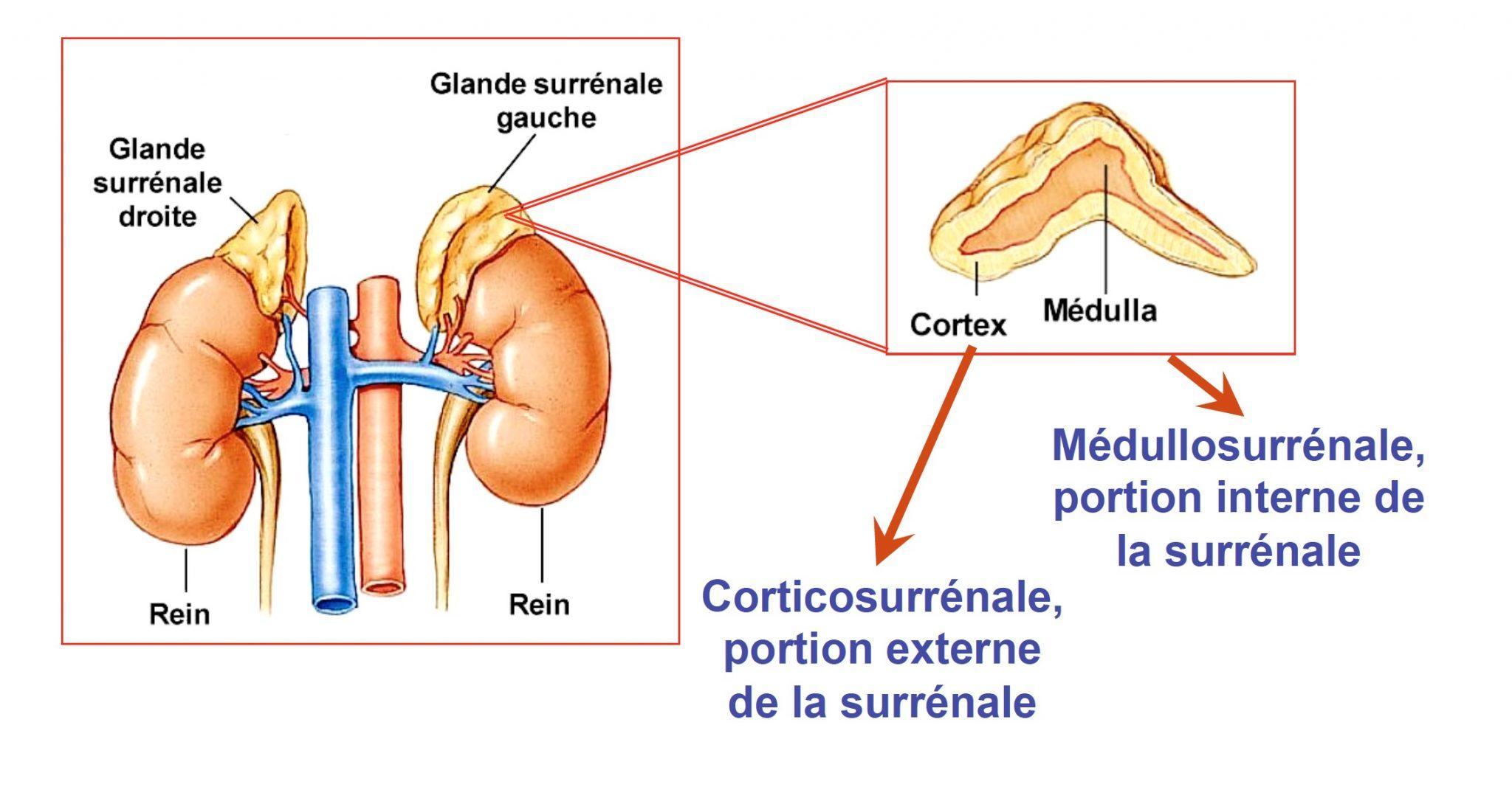 La Calcitonine | Superprof