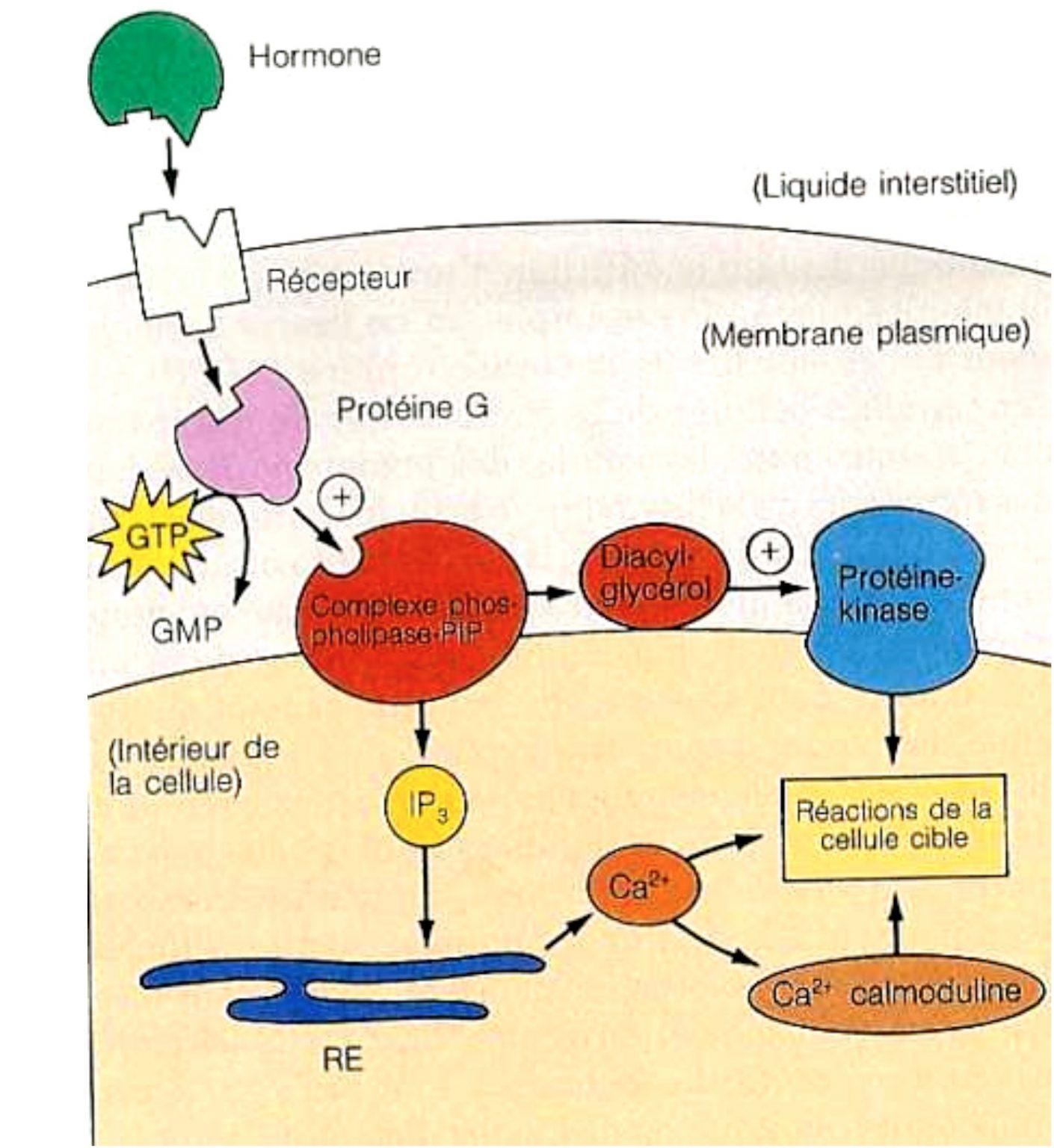 PRINCIPES GENERAUX D’ENDOCRINOLOGIE | Superprof