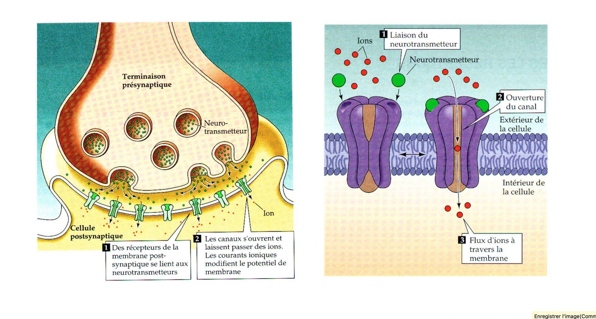 PRINCIPES GENERAUX D’ENDOCRINOLOGIE | Superprof