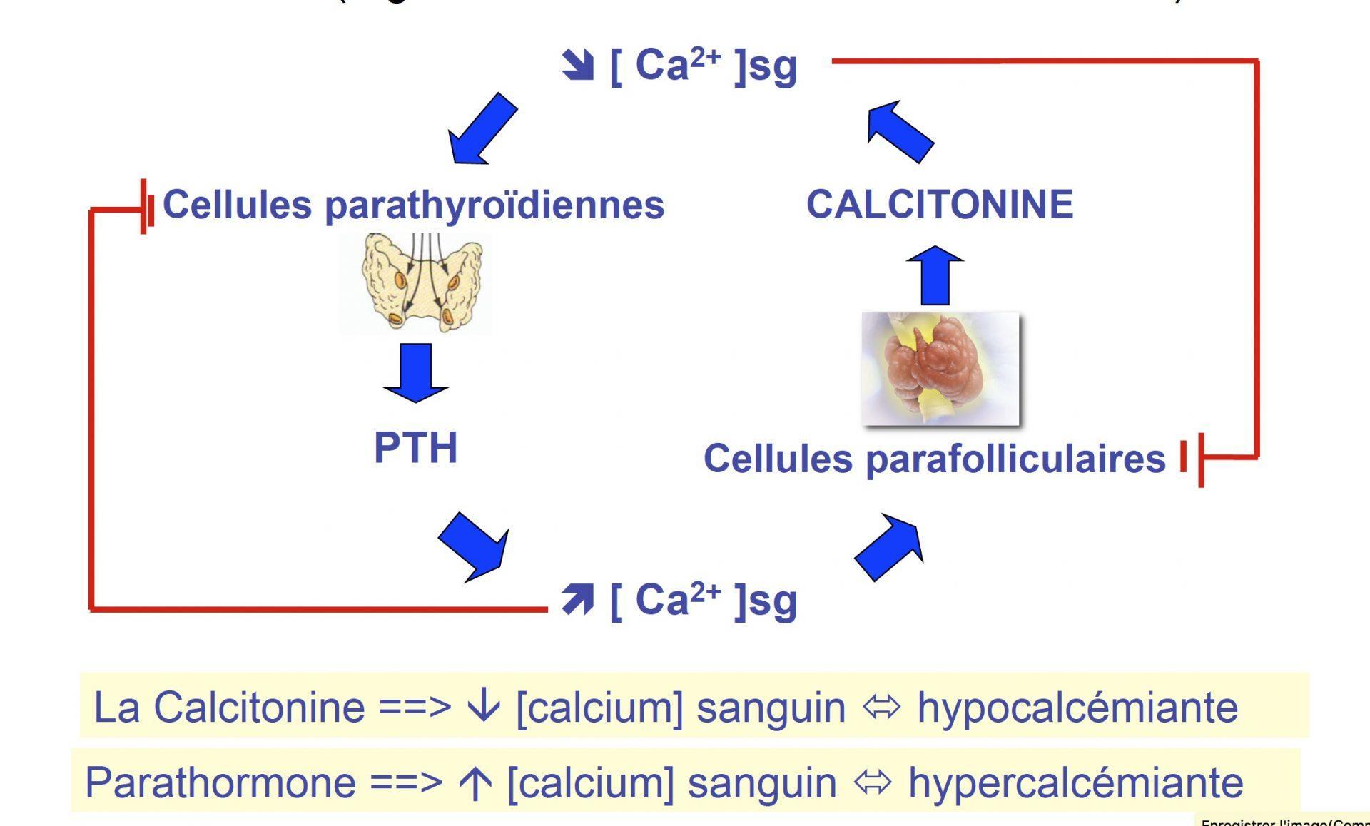 La Calcitonine | Superprof