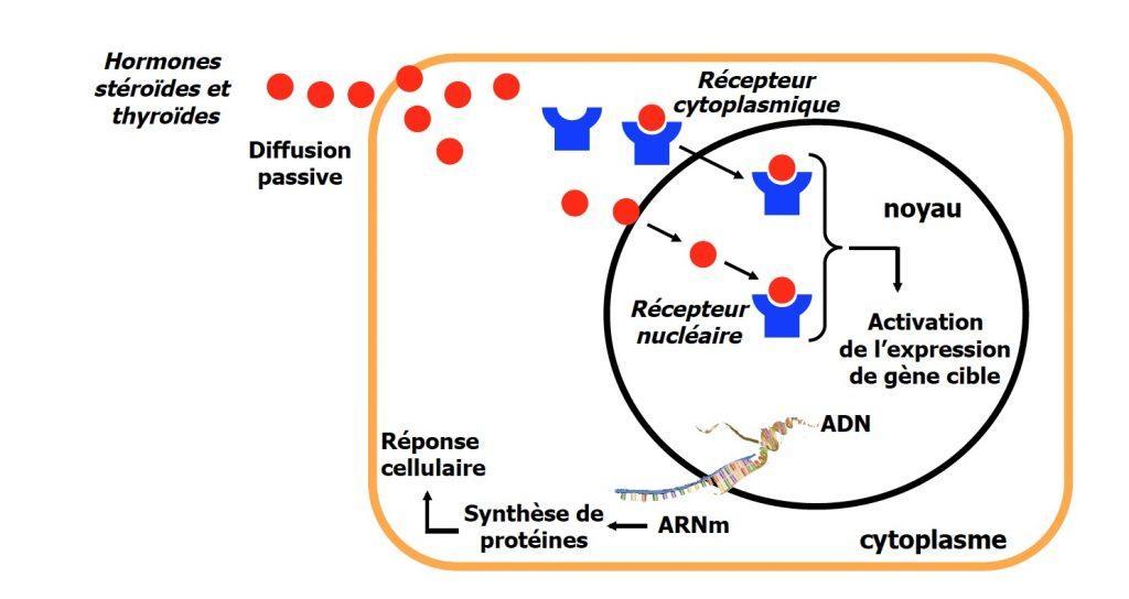 PRINCIPES GENERAUX D’ENDOCRINOLOGIE | Superprof