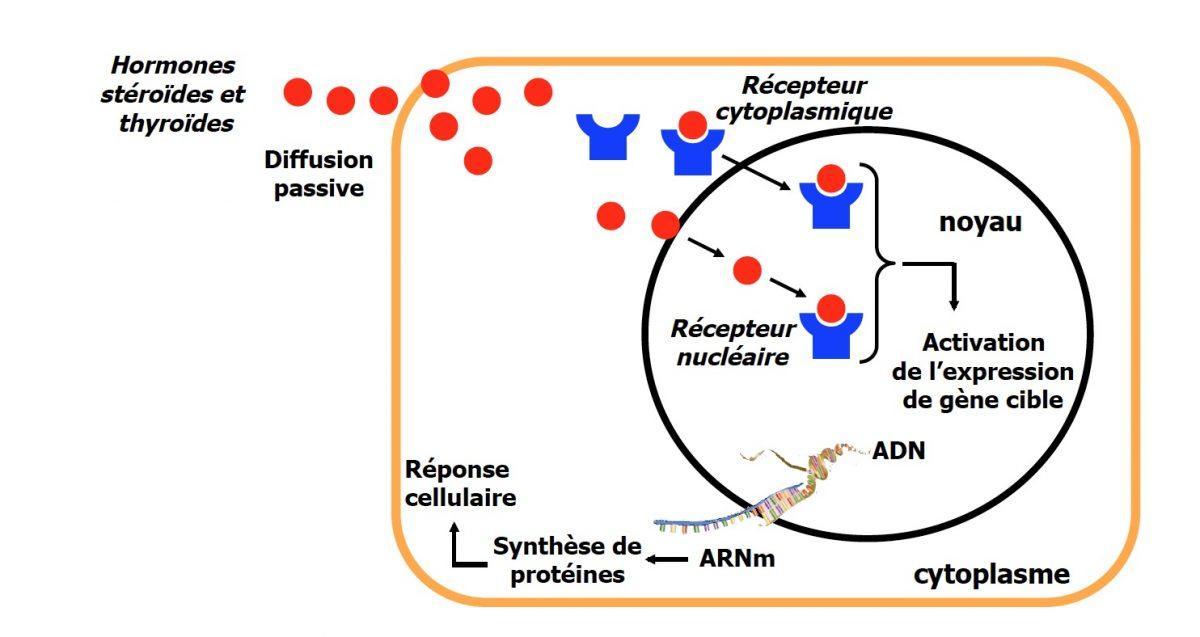 PRINCIPES GENERAUX D’ENDOCRINOLOGIE | Superprof