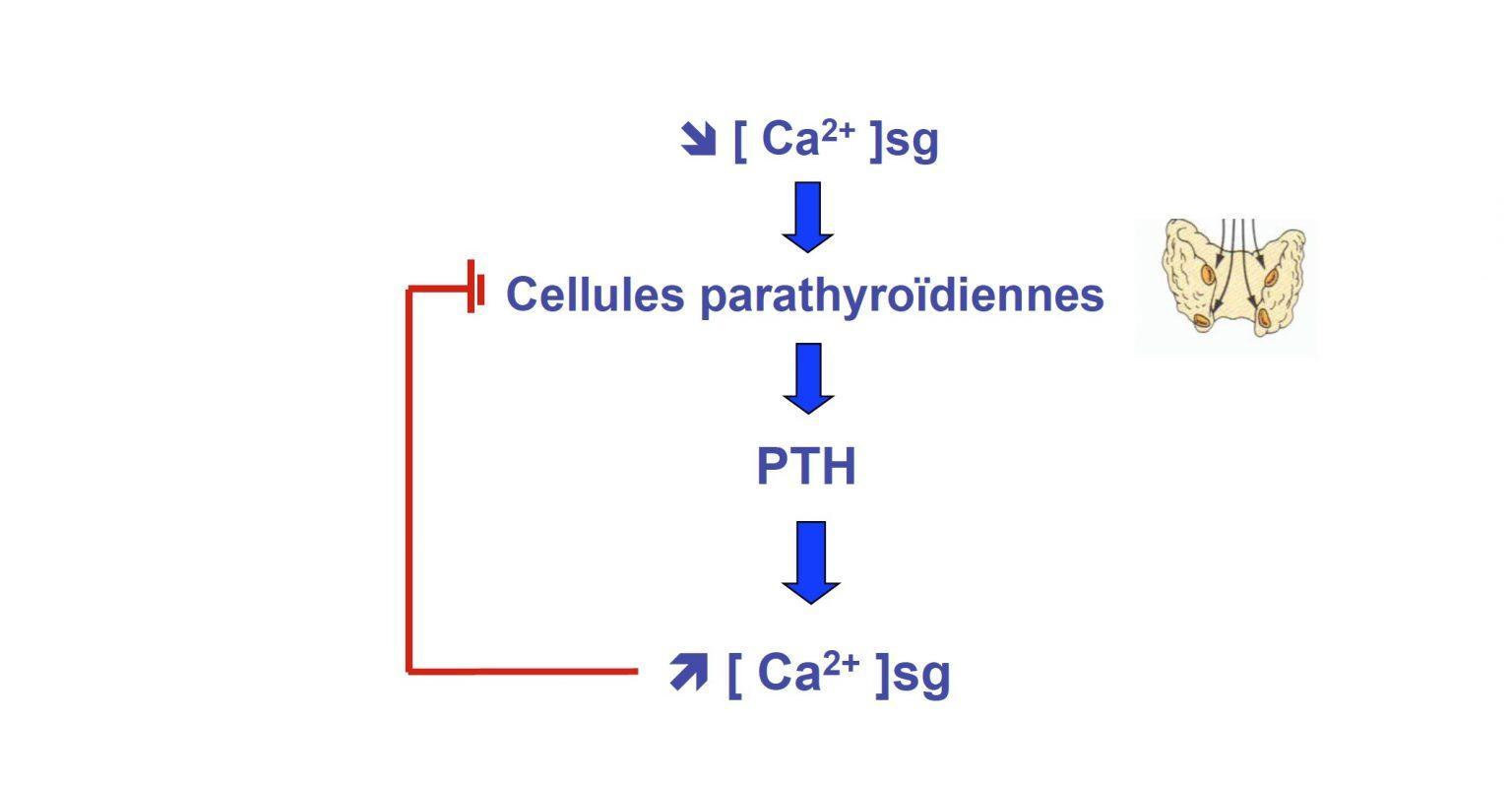 La Calcitonine | Superprof