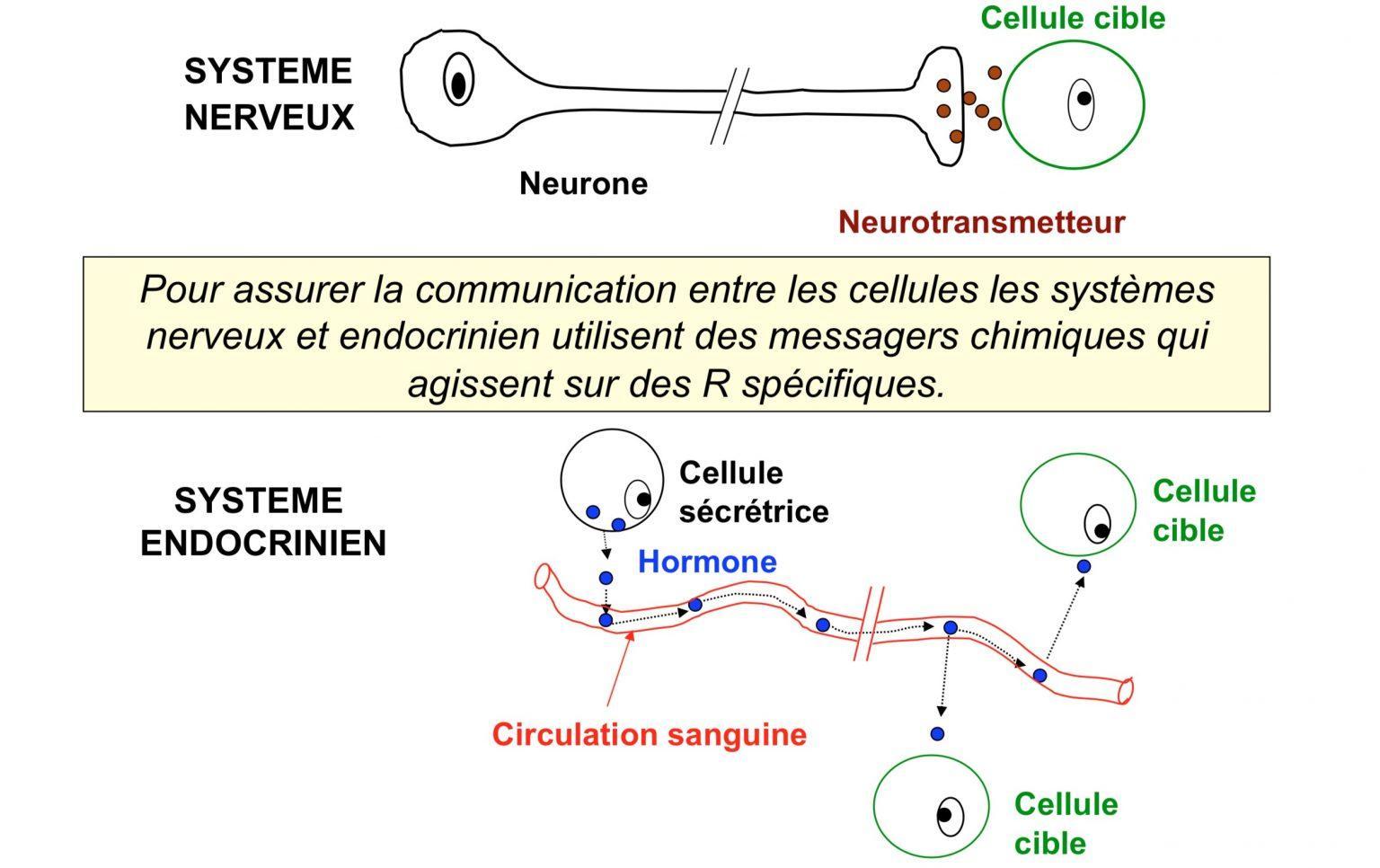 Système Endocrinien et Bioénergétique | Superprof