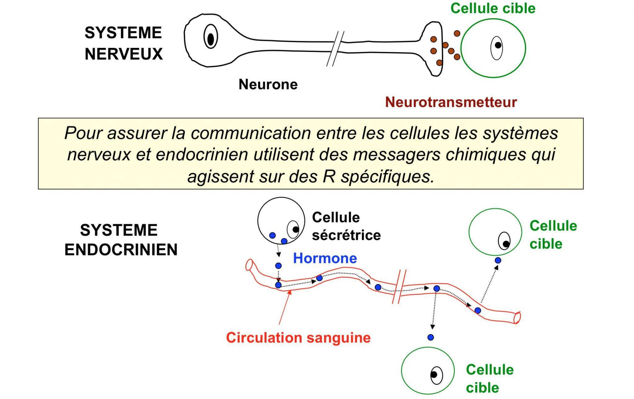 Système Endocrinien et Bioénergétique | Superprof