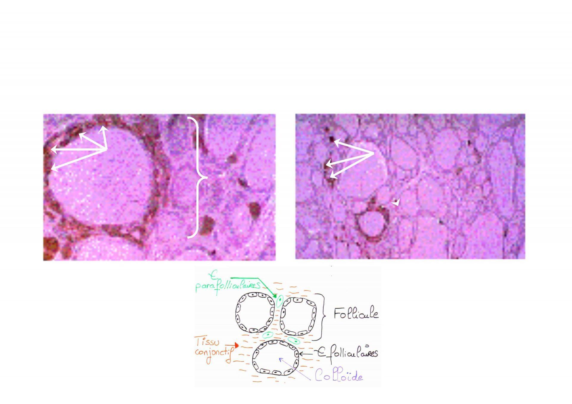 Le Complexe Hypothalamo - Hypophysaire | Superprof