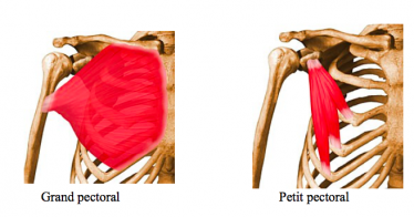 Musculation des Pectoraux | Superprof