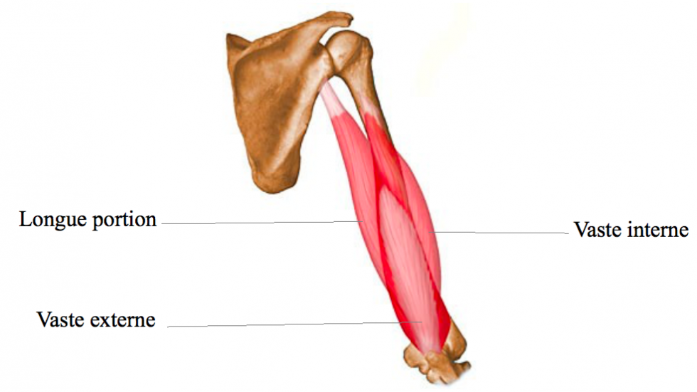 Musculation des Triceps | Superprof