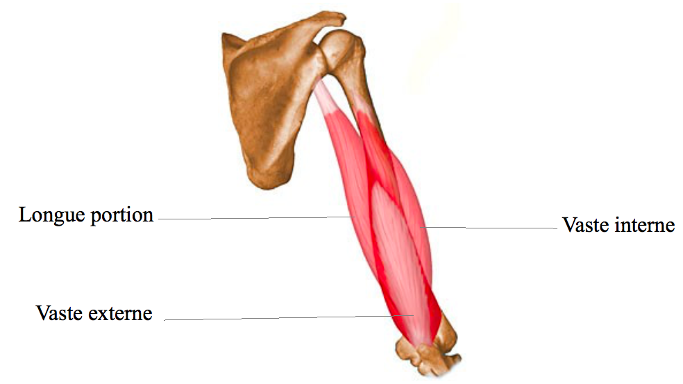 Musculation des Triceps | Superprof