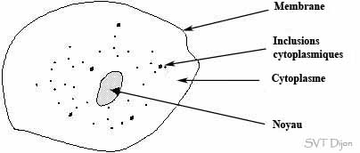 Unité et Diversité des Cellules