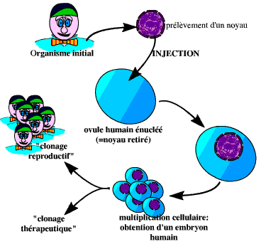 Focus sur le Clonage