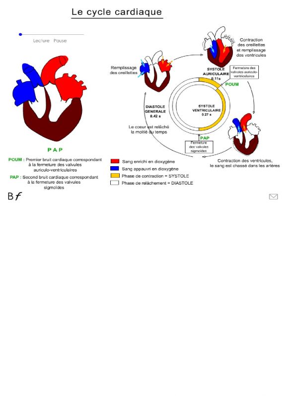 Animation sur le Cycle du Coeur, Systole et Diastole