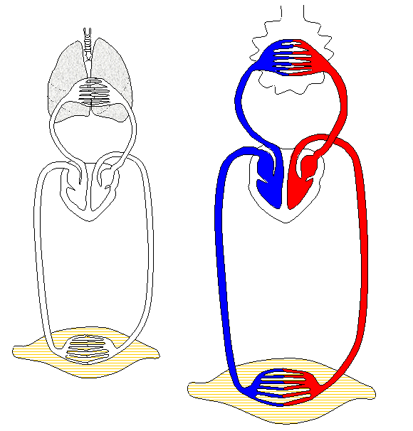 La Circulation du Sang Dans le Corps