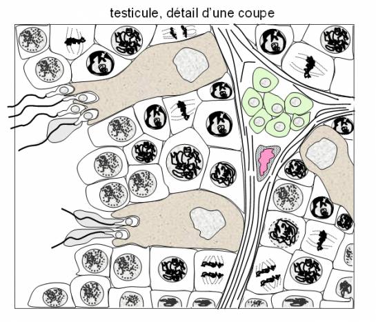 3 Schémas d'un Testicule