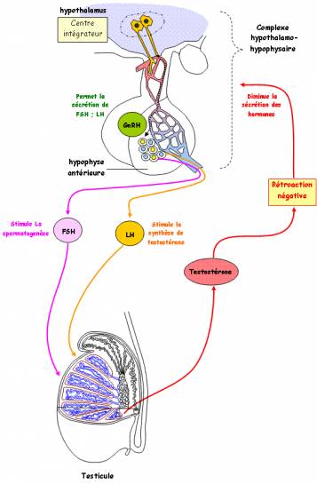 Contrôle Hormonal de l'Appareil Génitale Masculin