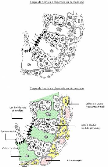La Structure du Testicule