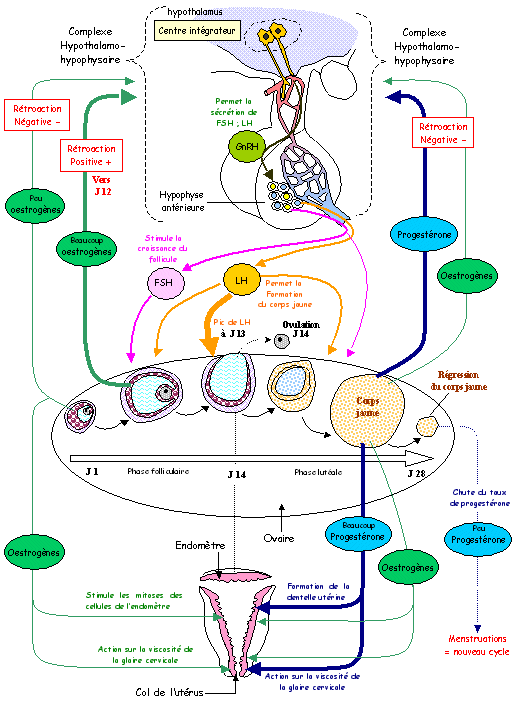 5 Hormones Gèrent l'Appareil Génitale Féminin