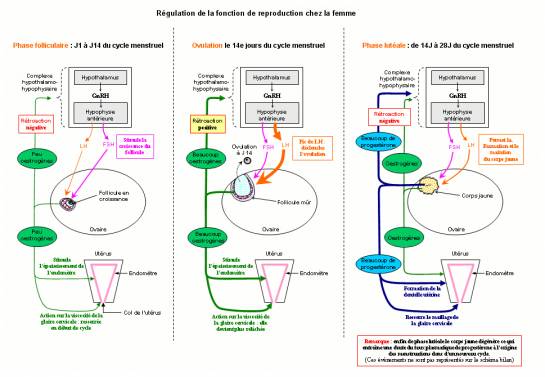 5 Hormones Gèrent l'Appareil Génitale Féminin