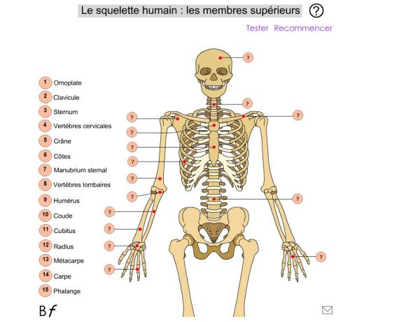 Dessin Simple De Squelette Humain 31 625 Squelette Humain High Res