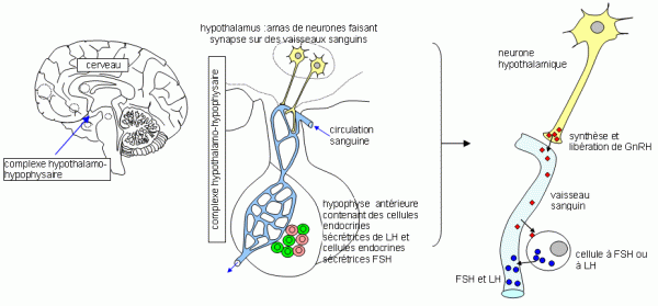 Le Complexe Hypothalamo-Hypophysaire