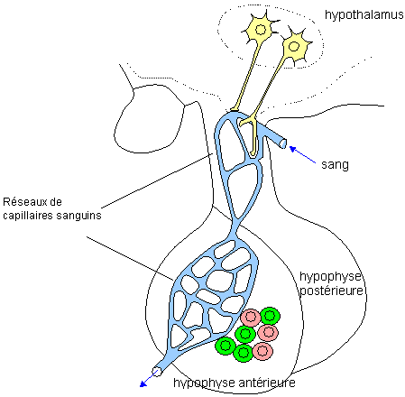 Le Complexe Hypothalamo-Hypophysaire