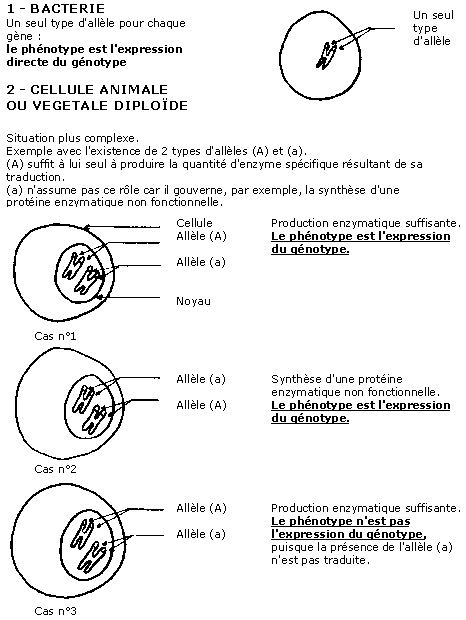 Génotype et Phénotype