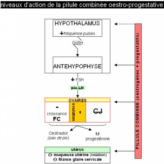 La Pilule Oestro-Progestative
