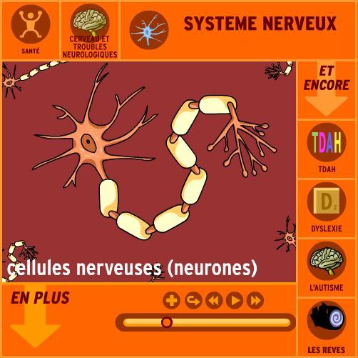 Le Système Nerveux | Superprof