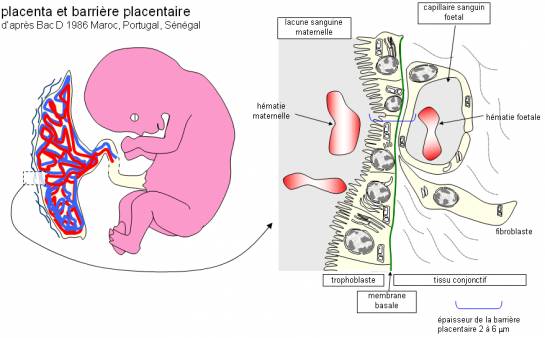 Le Placenta | Superprof