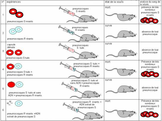 La Transformation Bactérienne