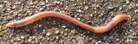 La Respiration du Lombric