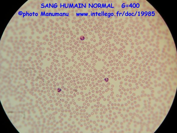 Le Sang Humain | Superprof